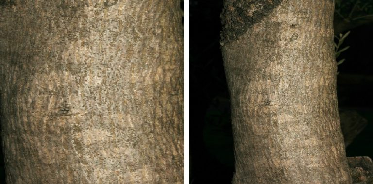 Building Image Classification Model Based on Pre-Trained Neural Network